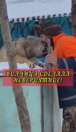 КОМАНДА ВЕРНОВЦЕВ - спасение ЖИВОТНЫХ