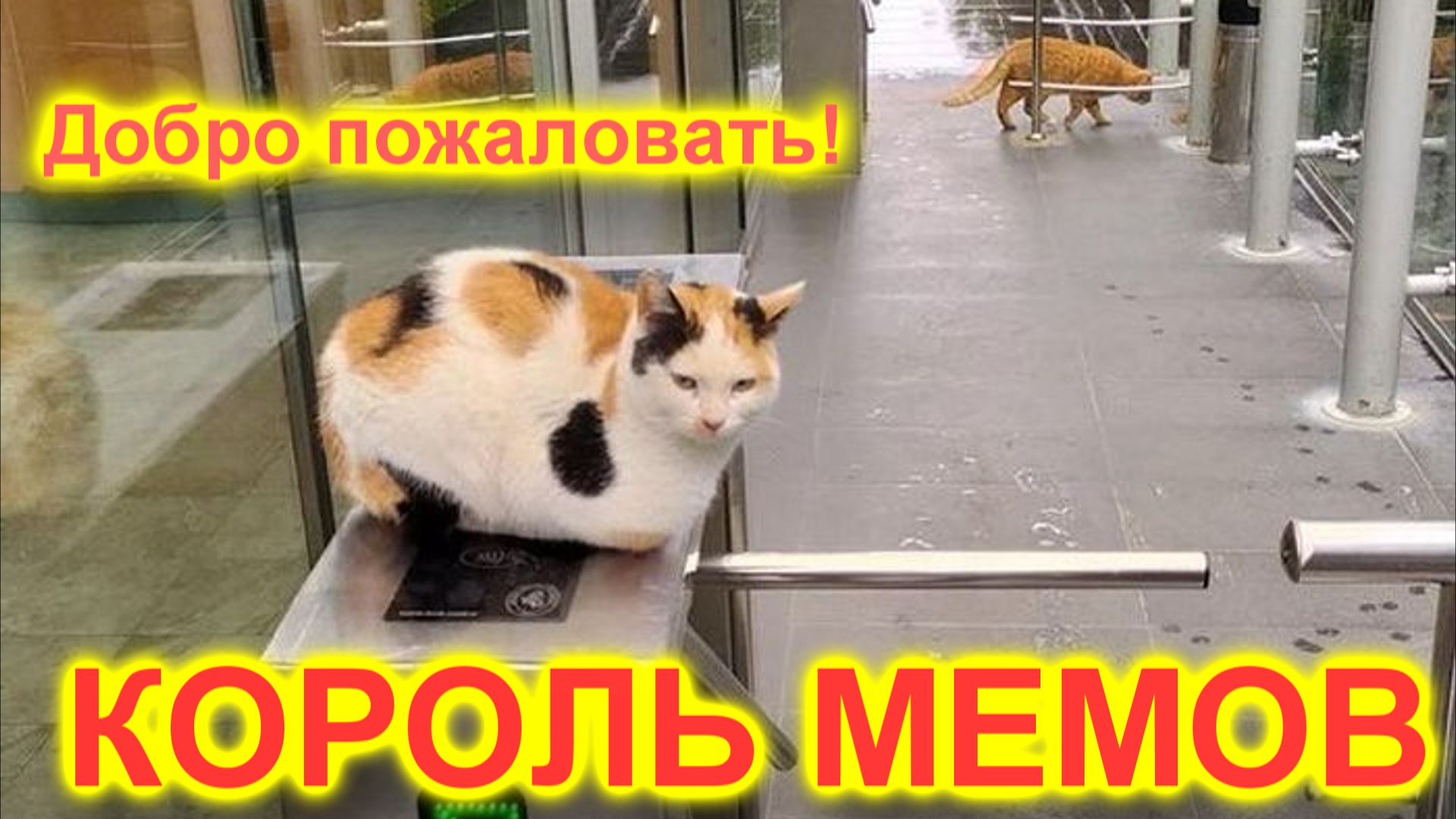 Приколы с котами – смотреть онлайн все 5 видео от Приколы с котами в  хорошем качестве на RUTUBE