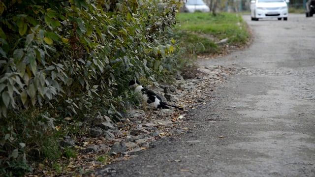 «Приамурье и Первая мировая война»