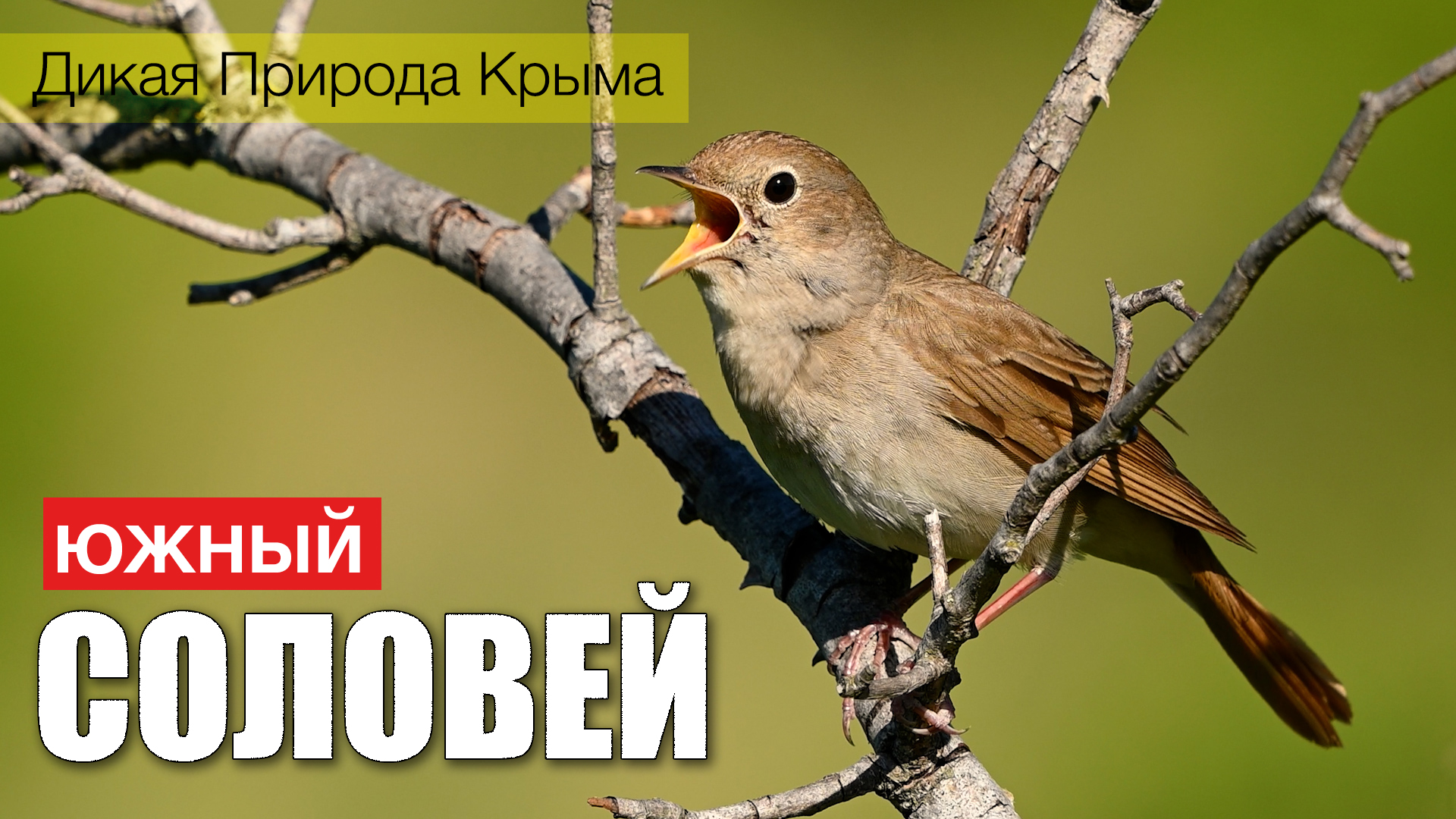 Дикая природа Крыма