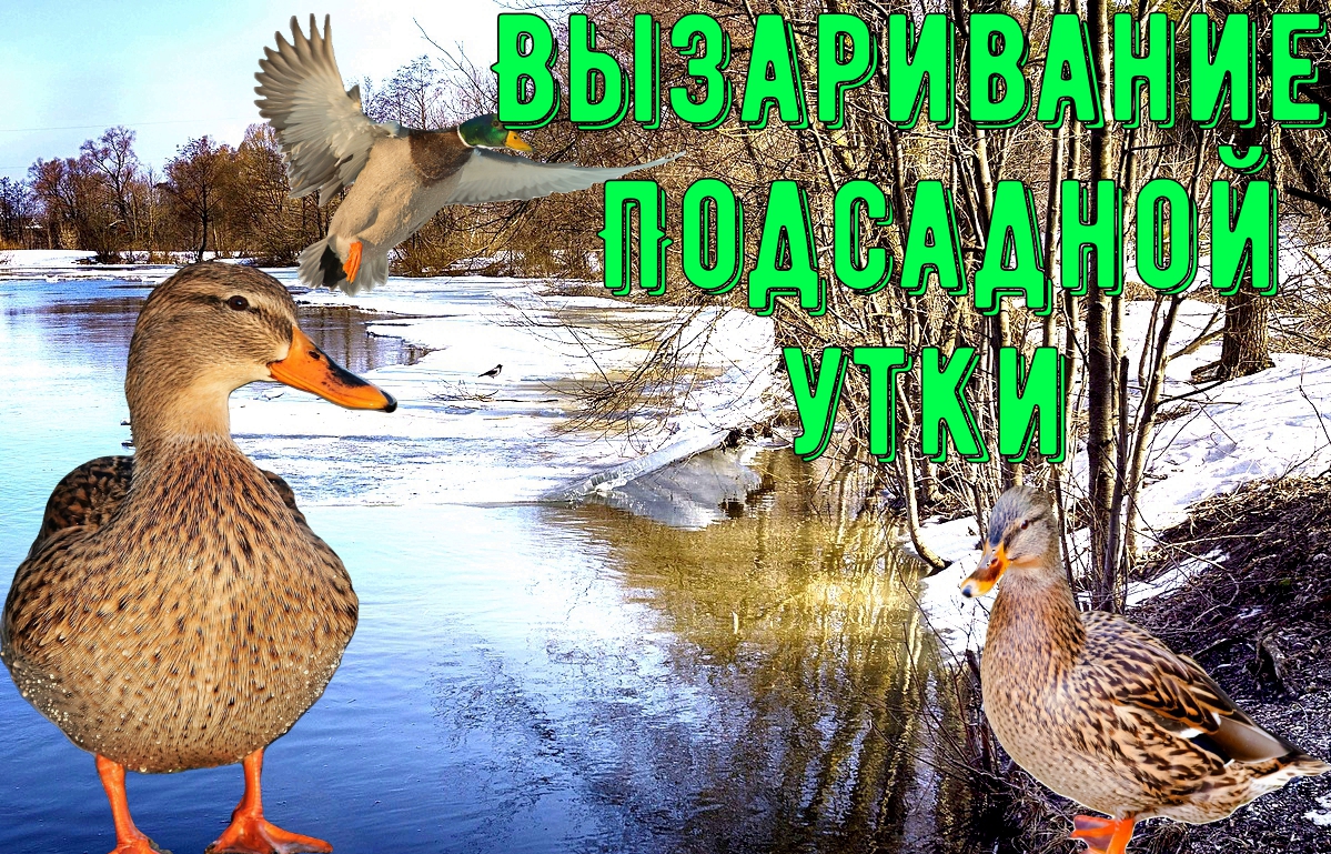 Охота на утку – смотреть онлайн все 5 видео от Охота на утку в хорошем  качестве на RUTUBE