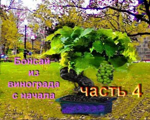 Виноград бонсай.