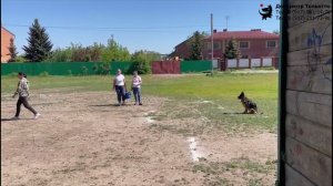 Испытания и соревнования по дрессировке собак.