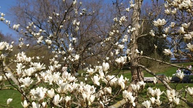 Магнолия голая, или магнолия обнажённая (дат. Yulan-magnolie, лат. Magnolia denudata)