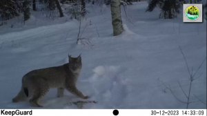 Видео с фотоловушек заповедника ″Кивач″