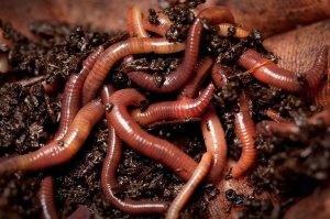 Vermicultivation / worm farming (worm breeding)