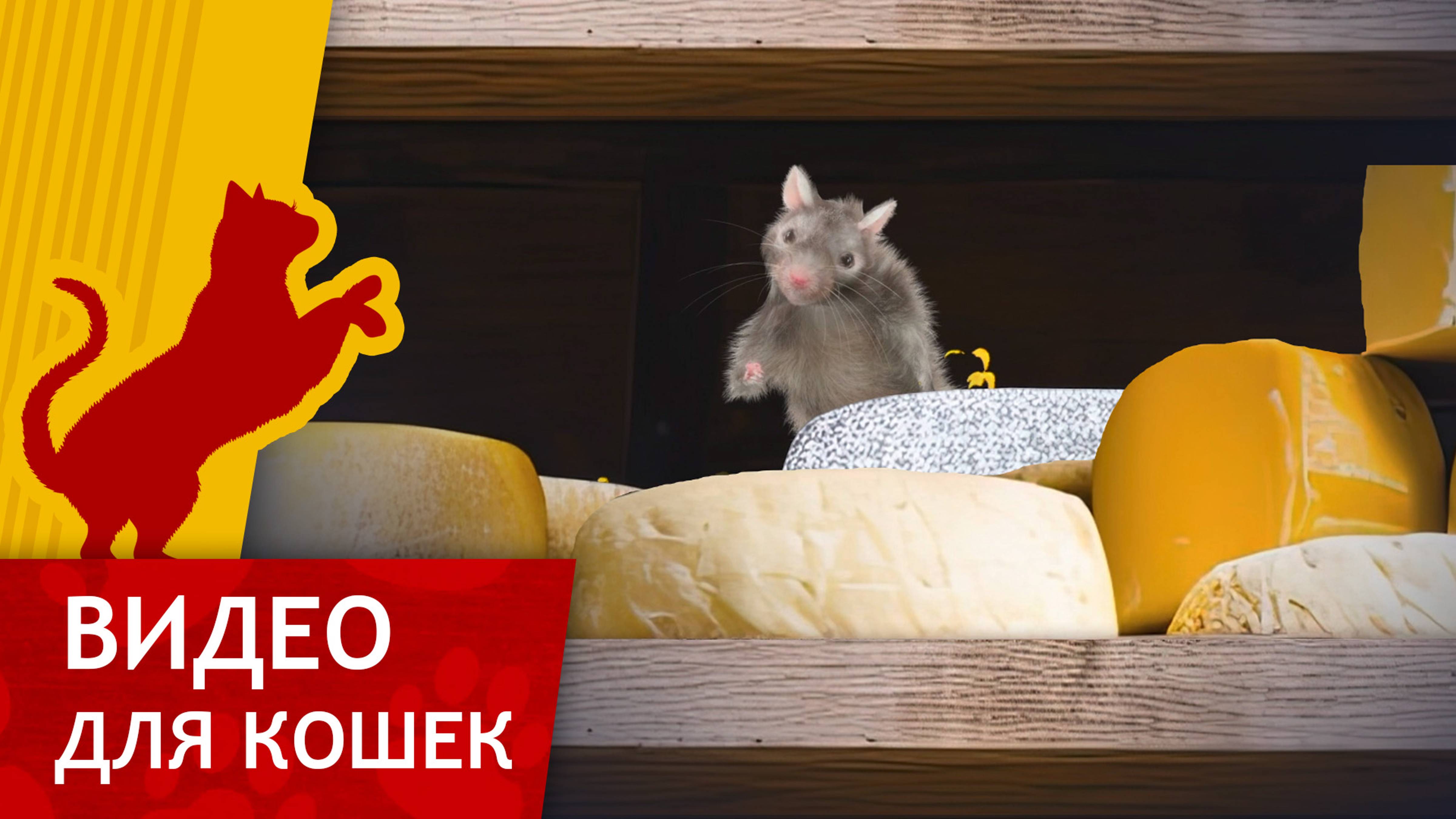 Как играть с кошкой: игры для физической активности | Hill's Pet