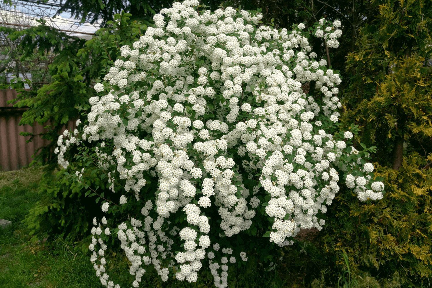 Садовые растения (Garden plants)