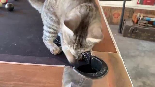Кот играет на бильярде