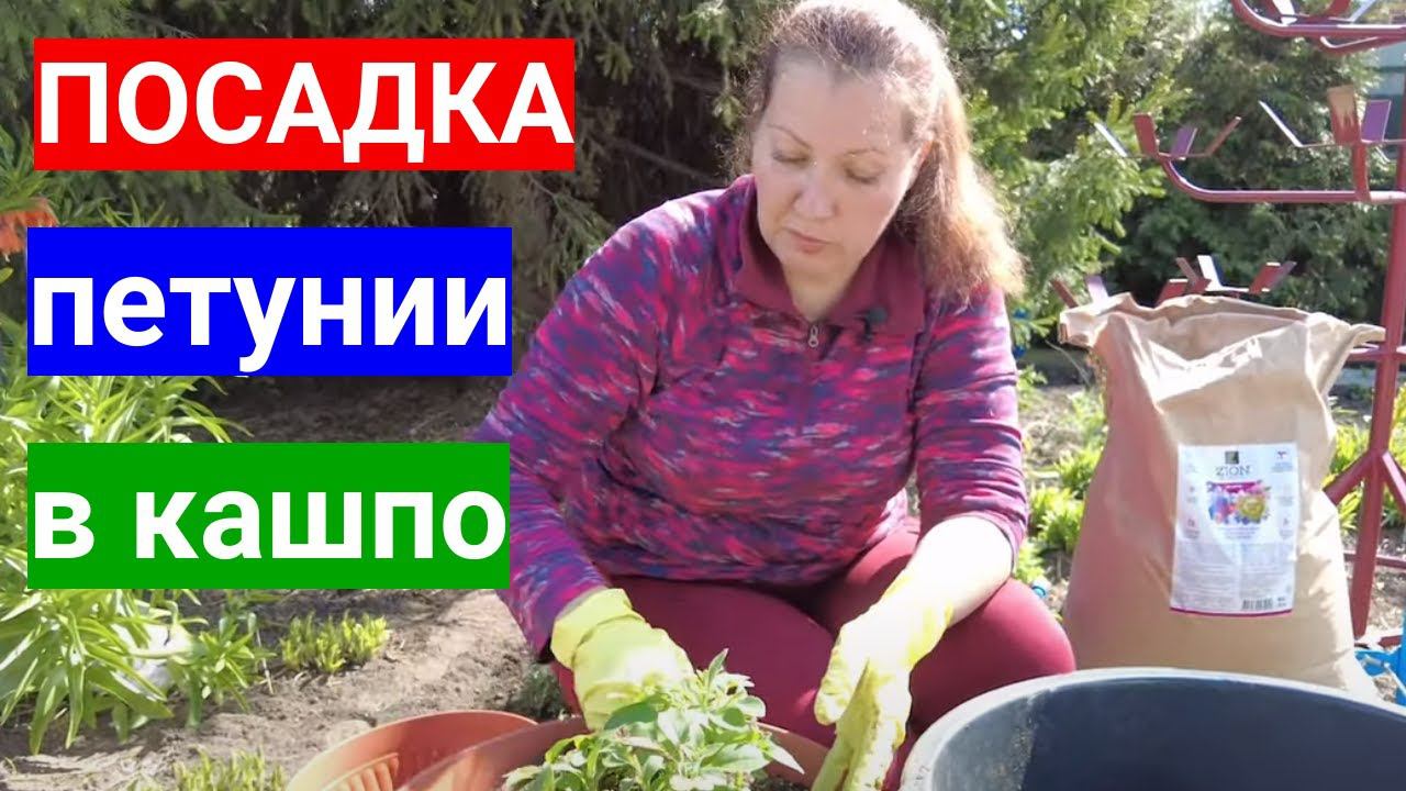 ПЕТУНИИ