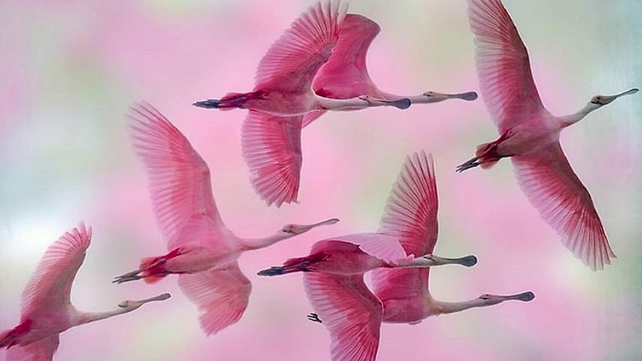 Фламинго в полете