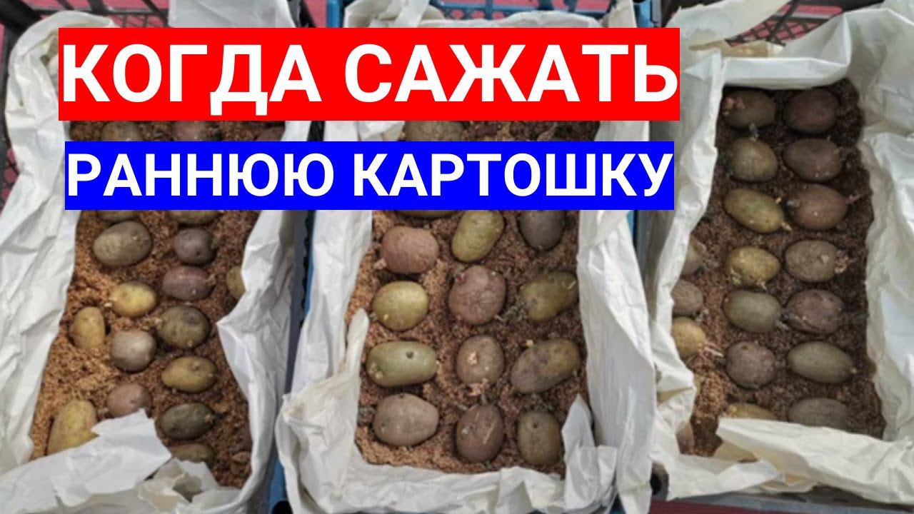 КАРТОФЕЛЬ