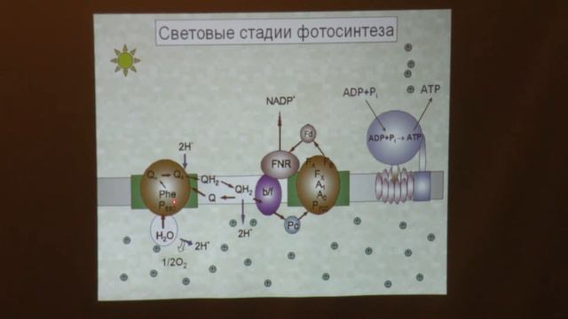 Основы биофизики и экологии -  Твердислов Всеволод Александрович