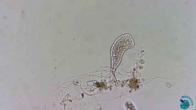 Класс инфузории (Infusoria, или Ciliata) [ - - Жизнь животных. Том 1. Беспозвоночные]