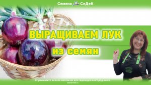 Выращиваем лук из семян