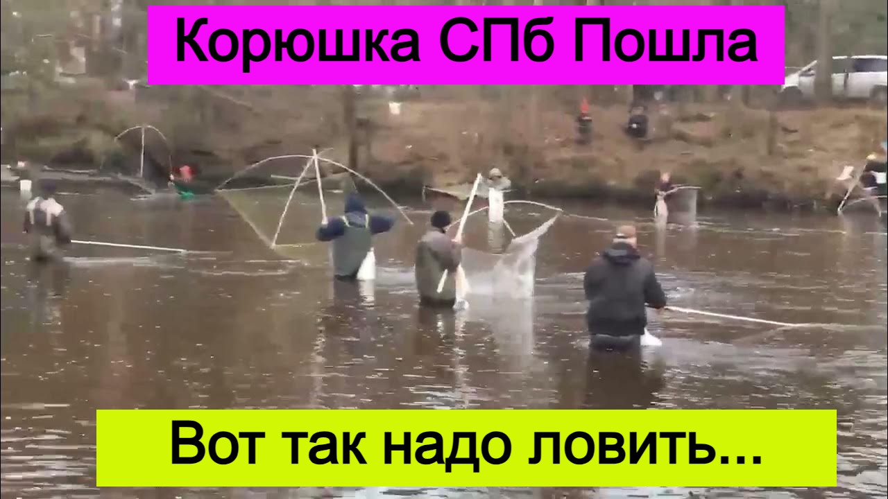 Новости с водоемов СПб и Лен. Обл