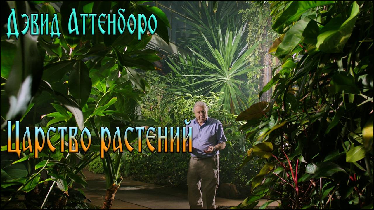 Царство растений