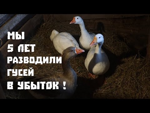 Гусеводство