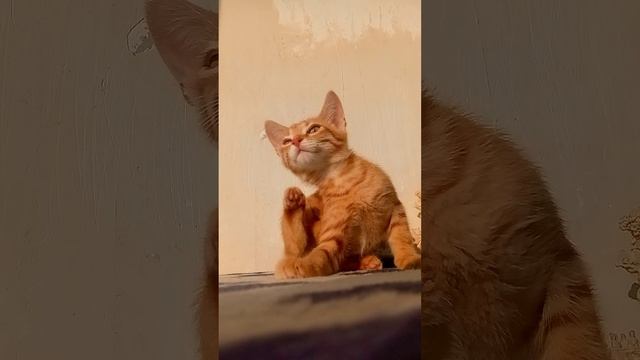 рыжик котенок