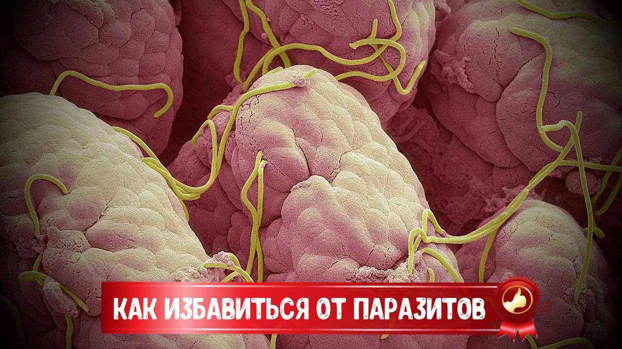 Очищение организма