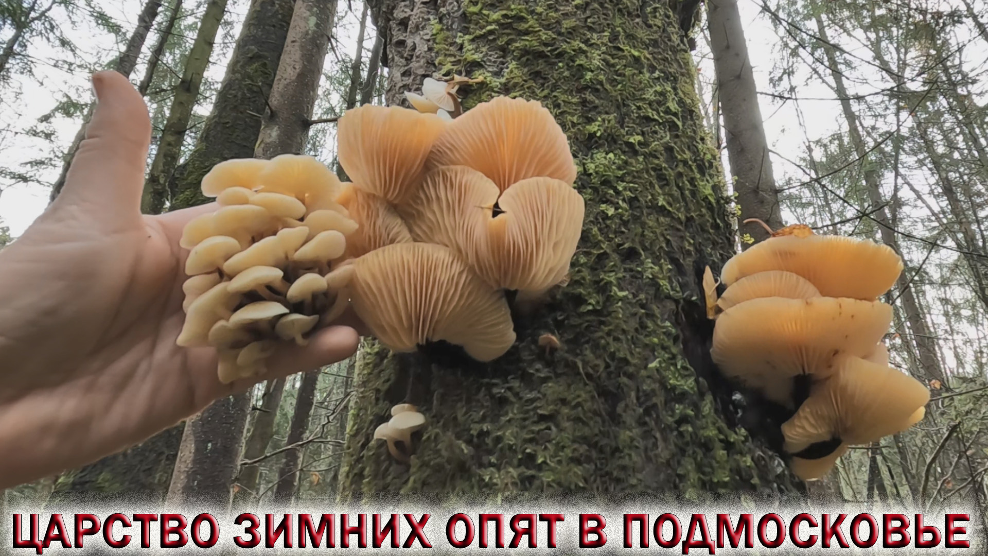 Грибы российских лесов