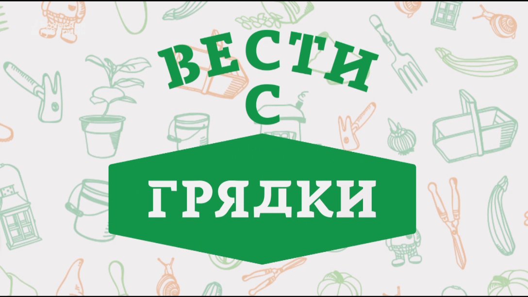 Вести с грядки