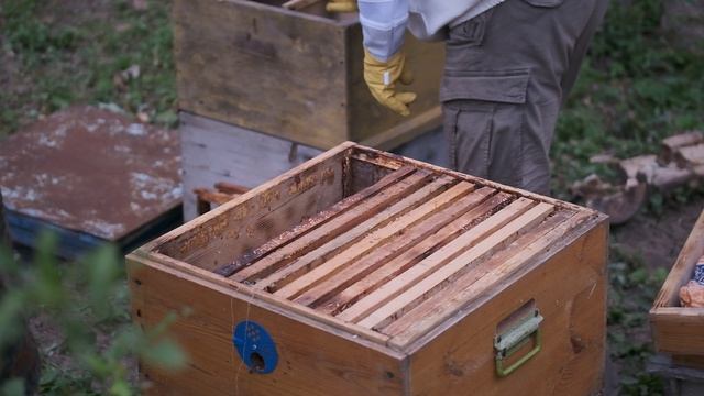 Видео диск «Пчеловодство - на промышленную основу» - Купить в Красноярске по выгодной цене