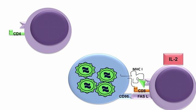 6/16 ИММУНОЛОГИЯ - (2021) USMLE RX - Immunology (2021)