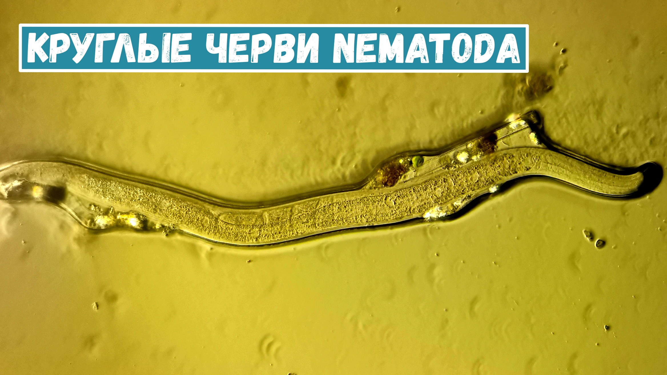 Круглые черви (Nematoda)