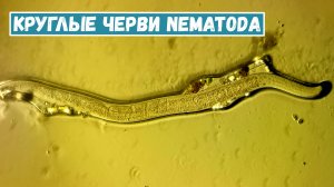 Круглые черви (Nematoda)
