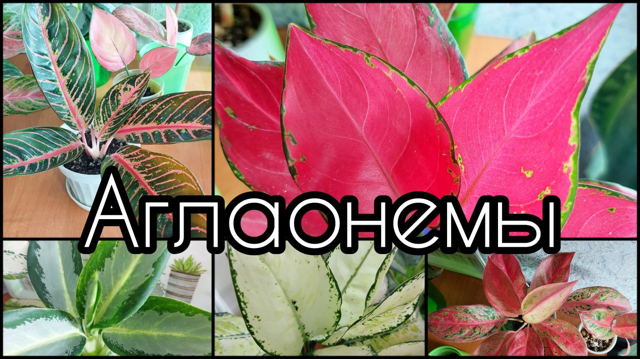 Аглаонемы🌱Комнатные растения – смотреть онлайн все 14 видео от Аглаонемы🌱 Комнатные растения в хорошем качестве на RUTUBE